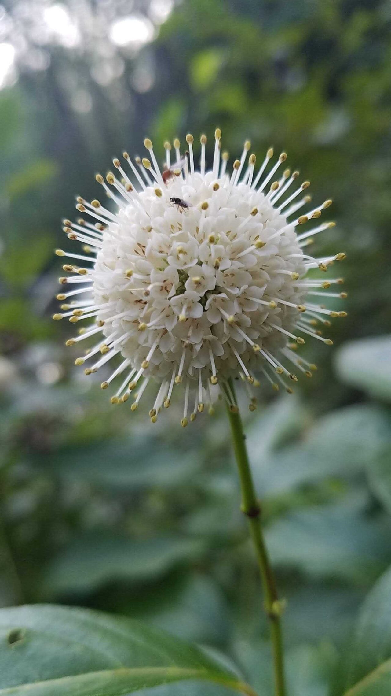 Native Maine Plant Education, Identification, Lectures and Presentation