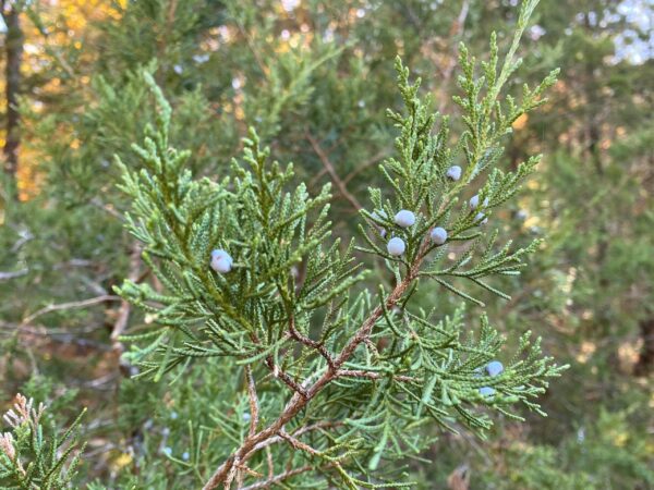 Juniperus virginiana-Eastern red cedar » Native Haunts