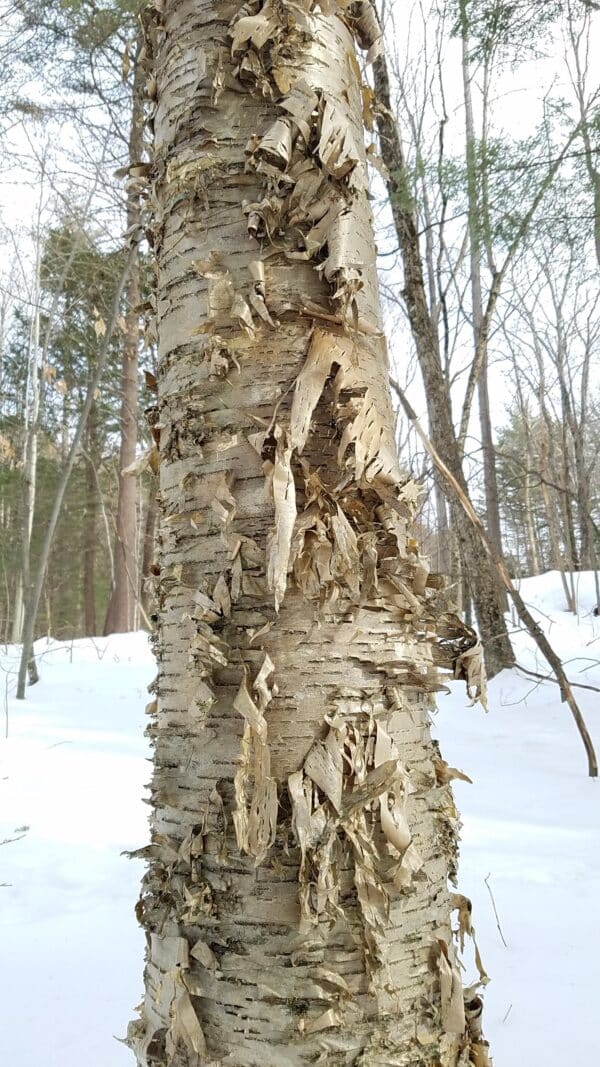 Betula alleghaniensis-Yellow birch » Native Haunts