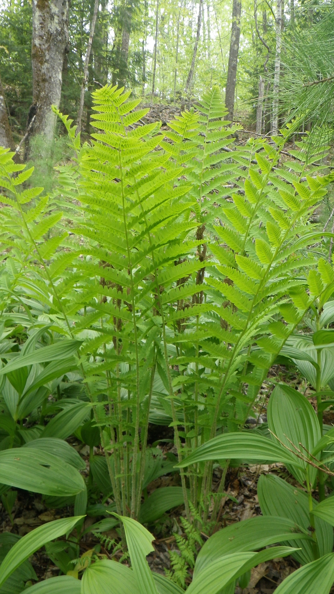 Flowering and Seed Collection Dates of Maine Plants » Native Haunts