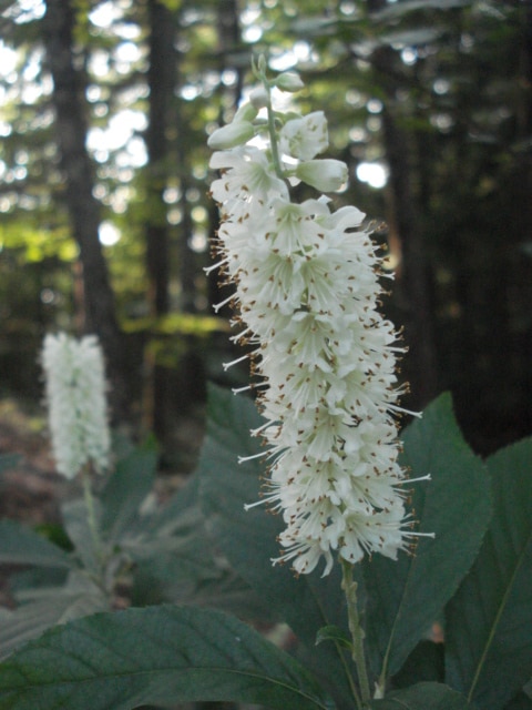 Flowering and Seed Collection Dates of Maine Plants » Native Haunts