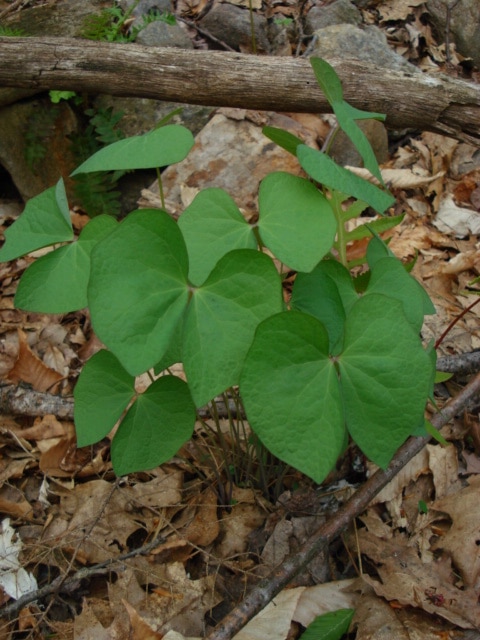 Flowering and Seed Collection Dates of Maine Plants » Native Haunts