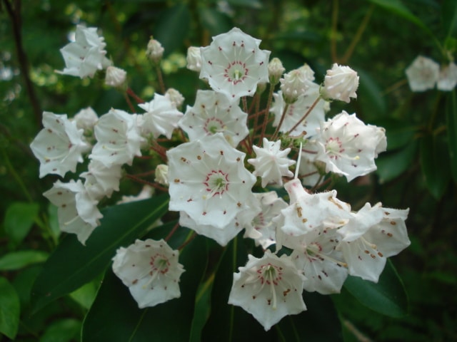 Flowering and Seed Collection Dates of Maine Plants » Native Haunts