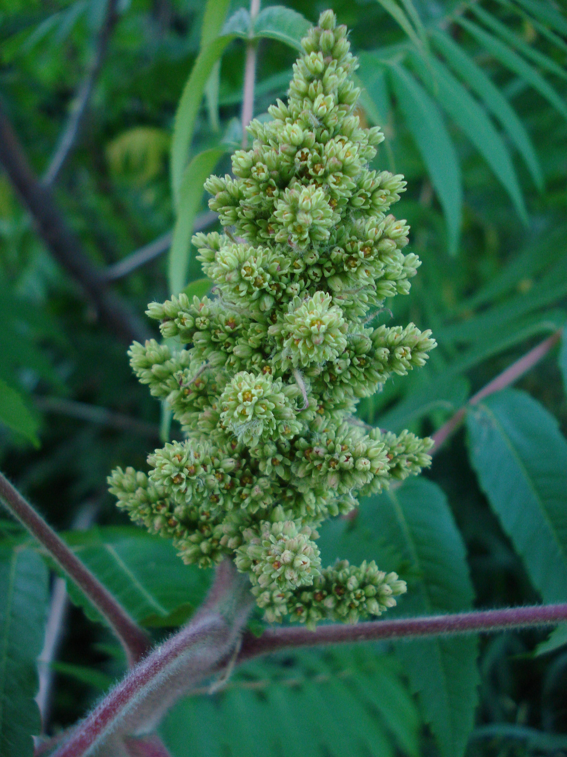 Flowering and Seed Collection Dates of Maine Plants » Native Haunts