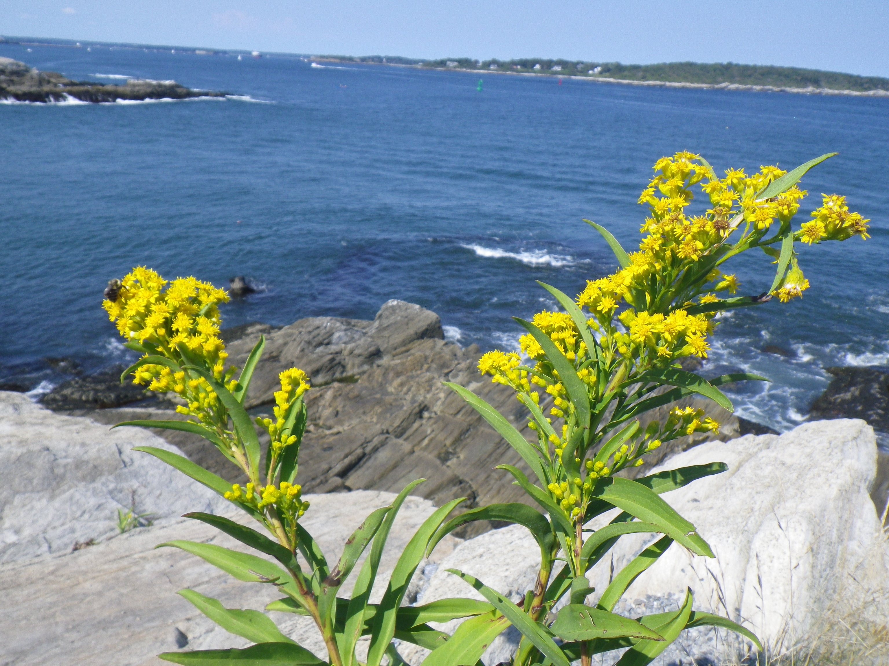 Flowering and Seed Collection Dates of Maine Plants » Native Haunts