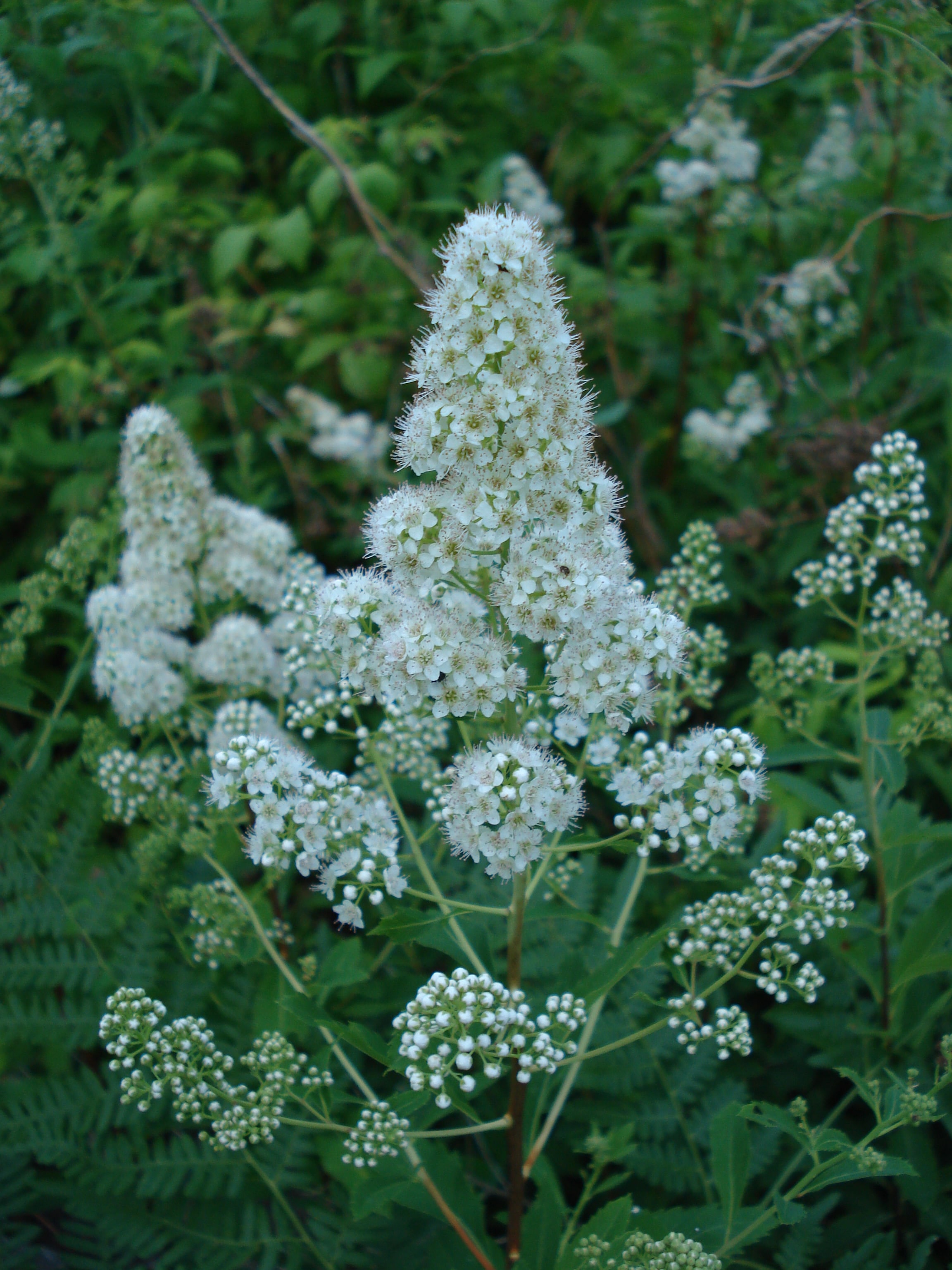 Flowering and Seed Collection Dates of Maine Plants » Native Haunts